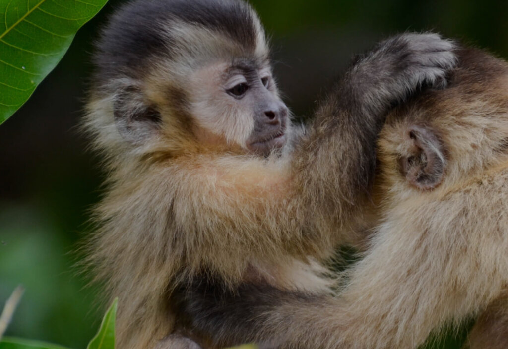 Guide Dogs - Pollitt & Partners